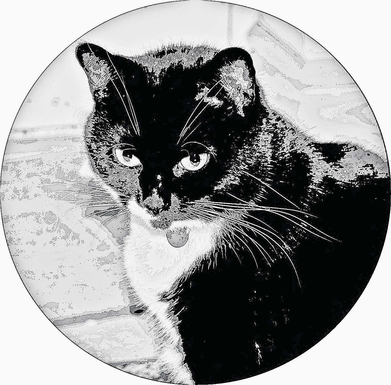 Hello world from Fat Cat’s Patch - Fat Cats Patch