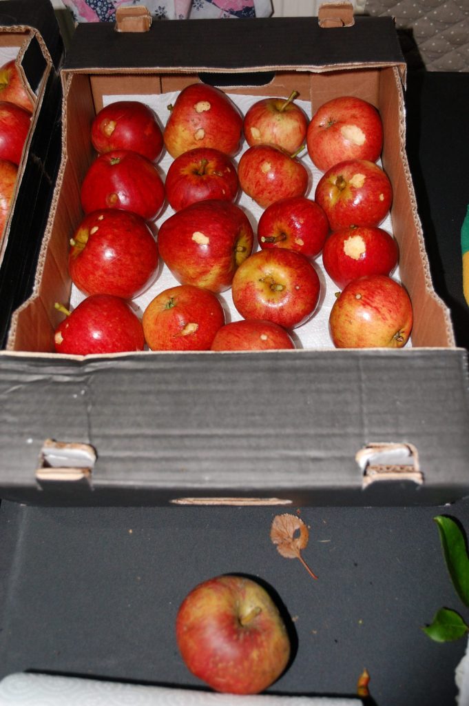 Home Brewing – Scrumpy Apple Cider Part 1 - Fat Cats Patch